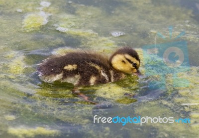The Cute Young Duck Is Eating The Algae Stock Photo - Royalty Free ...