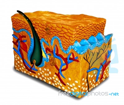 The Human Skin Cross-section Model Stock Photo - Royalty Free Image ID ...