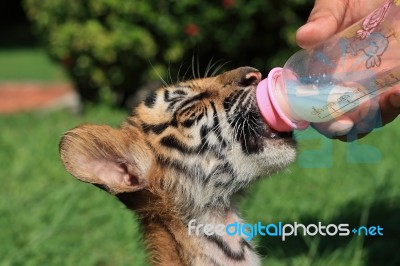 Tiger Cub Drinking Milk Stock Photo - Royalty Free Image ID 10062393