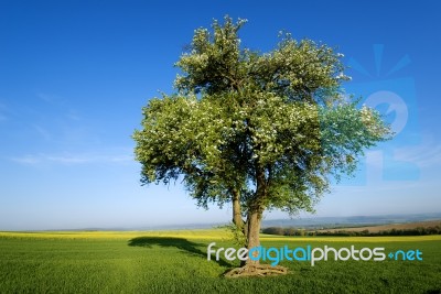 Tree Stock Photo - Royalty Free Image ID 10015750