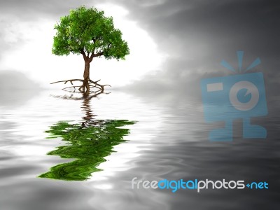 Tree Reflection In Water Stock Image - Royalty Free Image ID 10074219