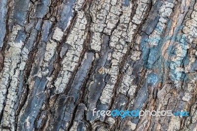 Tree Trunk Skin Texture Stock Photo - Royalty Free Image ID 100186627