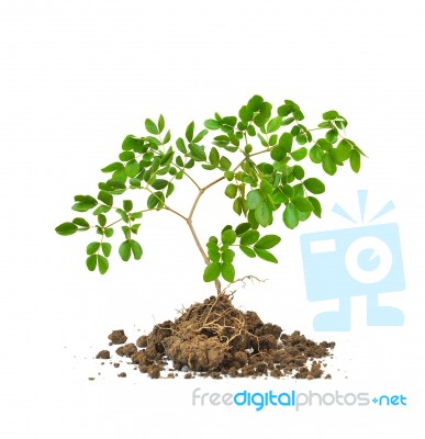 Tree With Root On White Background Stock Photo - Royalty Free Image ID ...
