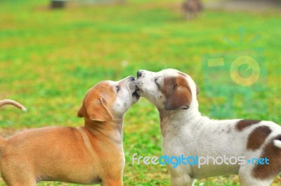 Two Dogs Stock Photo - Royalty Free Image ID 100280356