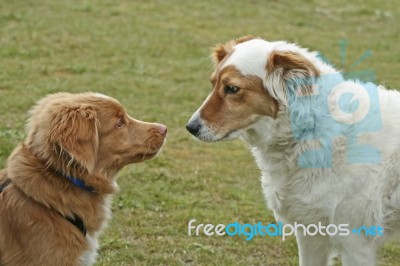 Two Dogs Meet Stock Photo - Royalty Free Image ID 100295380
