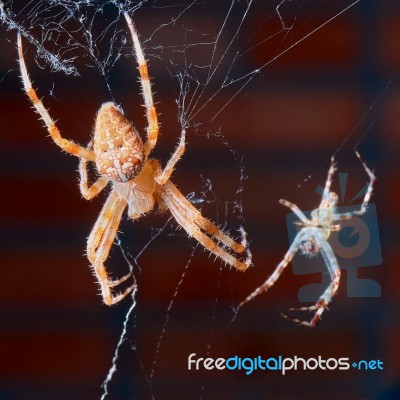 Two Spiders Against Each Other Stock Photo - Royalty Free Image ID ...