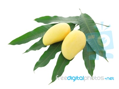 Two Yellow Mango And Pile Leaf Isolated On White Background Stock Photo ...