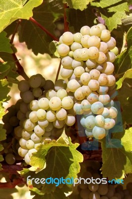 Vines Stock Photo - Royalty Free Image ID 100395644