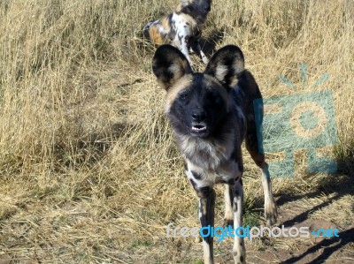 Wild Dogs In Namibia Stock Photo - Royalty Free Image ID 100486175