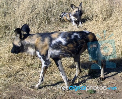 Wild Dogs In Namibia Stock Photo - Royalty Free Image ID 100486180