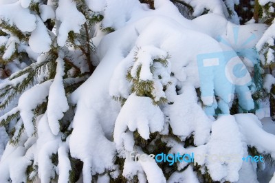 Winter Stock Photo - Royalty Free Image ID 100200558
