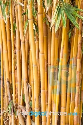 Yellow Bamboo Stock Photo - Royalty Free Image ID 10032236