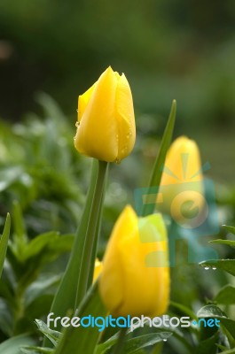 Yellow Tulips Stock Photo - Royalty Free Image ID 1005334