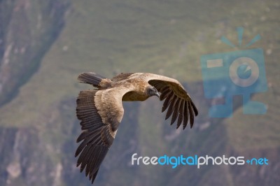 Young Andean Condor Stock Photo - Royalty Free Image ID 10025518