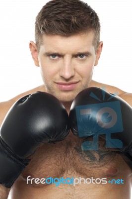 Young Male Boxer Stock Photo - Royalty Free Image ID 100103757